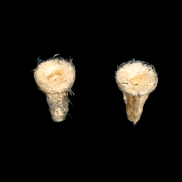 Technology - Tetrous