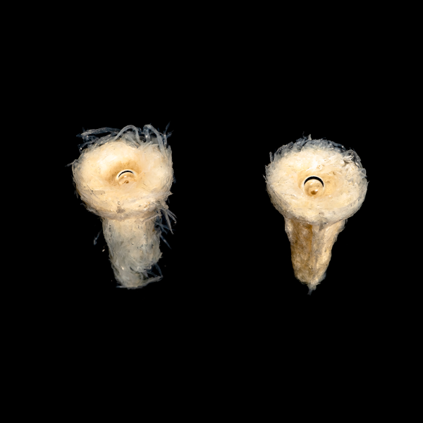 Technology - Tetrous