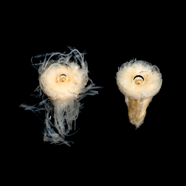 Technology - Tetrous