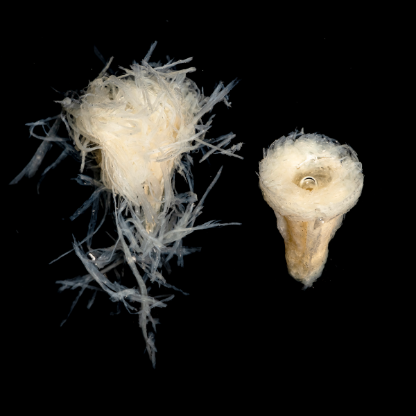 Technology - Tetrous